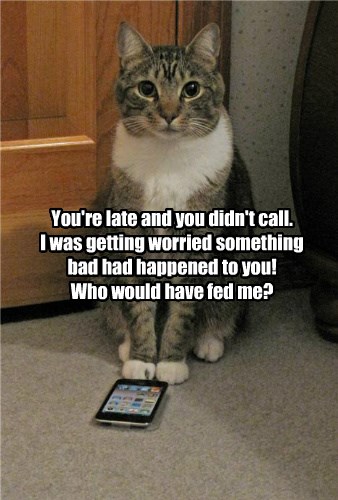 Why Thank You Lolcats Lol Cat Memes Funny Cats