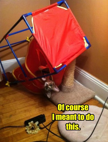 This Was All Part Of My Plan - Lolcats - lol | cat memes | funny cats ...