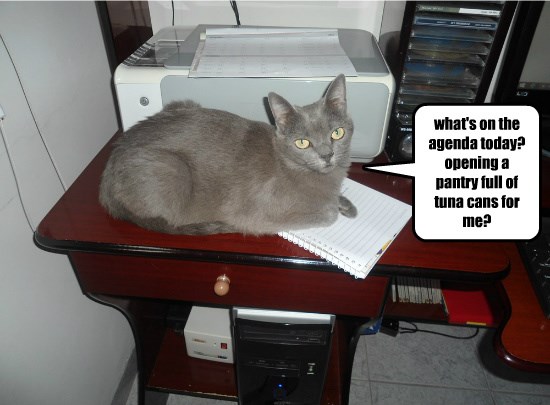 Wishful Thinking - Lolcats - lol | cat memes | funny cats | funny cat ...