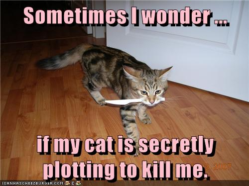 Lolcats - plotting - LOL at Funny Cat Memes - Funny cat pictures with ...