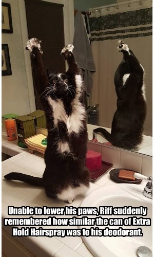 An Honest Mistake - Lolcats - lol | cat memes | funny cats | funny cat ...