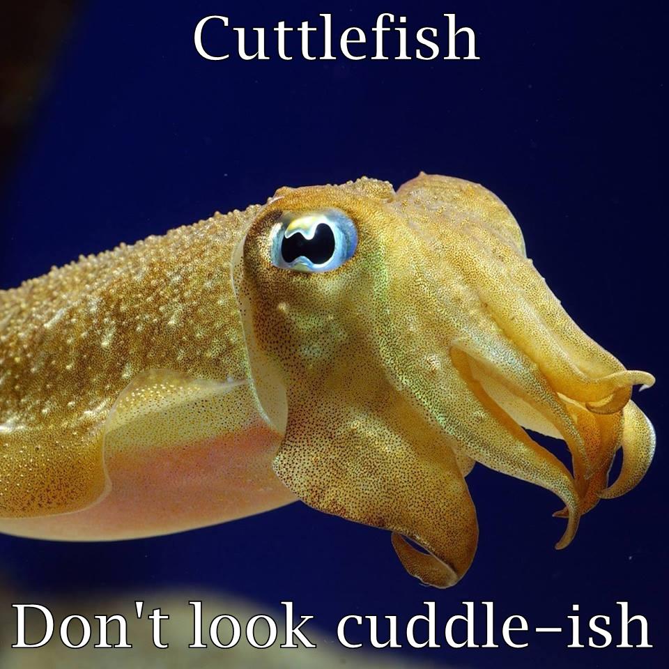 Cuttlefish Don't look cuddle-ish - Animal Comedy - Animal Comedy, funny ...