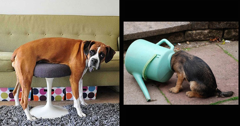 16 Doofus Dogs Who Got Stuck In Very Stupid Places - Memebase - Funny Memes