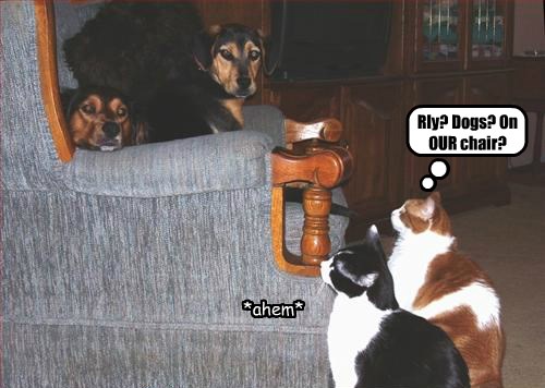 This IS Your Warning - Lolcats - lol | cat memes | funny cats | funny ...