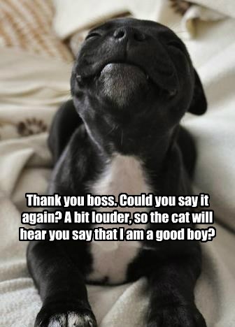 I Has A Hotdog - boss - Funny Dog Pictures | Dog Memes | Puppy Pictures ...
