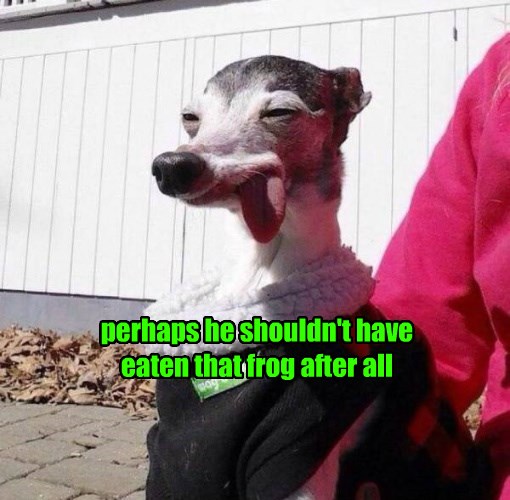 I Can Has Cheezburger? - frog - Page 3 - Funny Animals Online - Cheezburger