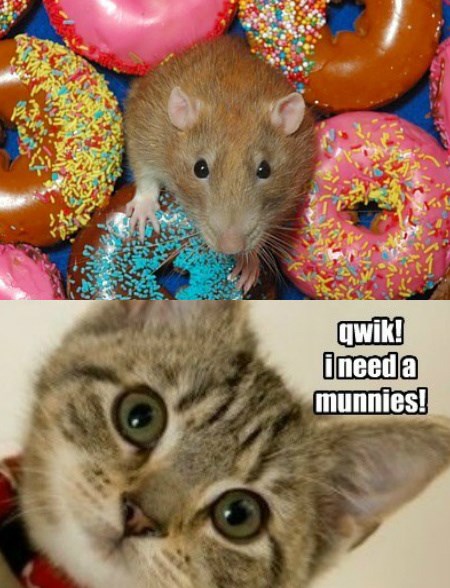 Lolcats - mouse - Page 3 - LOL at Funny Cat Memes - Funny cat pictures ...