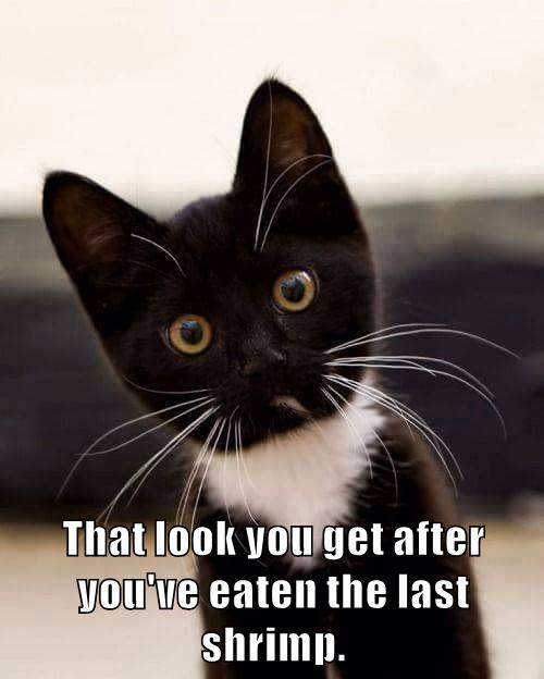 Lolcats - shrimp - LOL at Funny Cat Memes - Funny cat pictures with ...