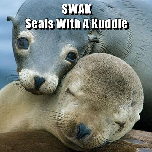 SWAK - Animal Comedy - Animal Comedy, funny animals, animal gifs