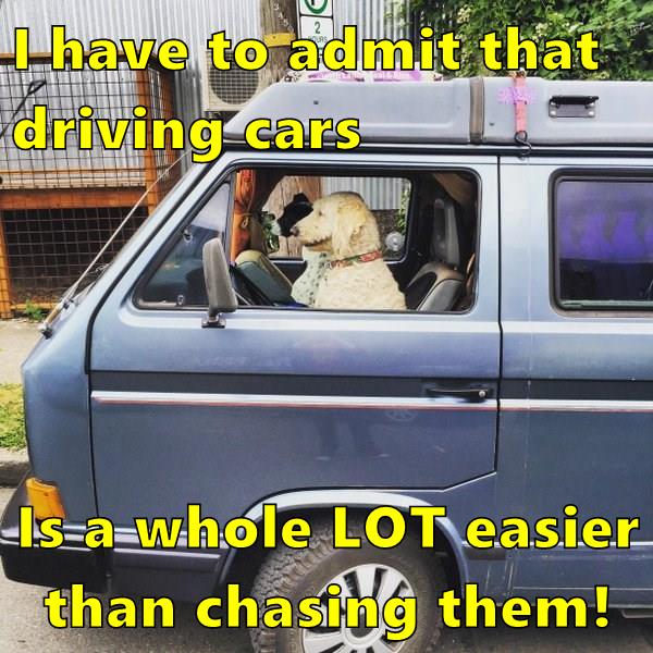 Why Didn't We Think of This Sooner!? - I Has A Hotdog - Dog Pictures ...