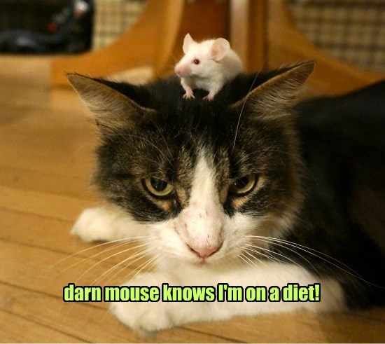 Lolcats - mouse - Page 3 - LOL at Funny Cat Memes - Funny cat pictures ...