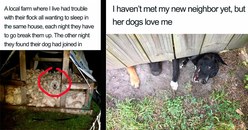 Telephone Dog Memes