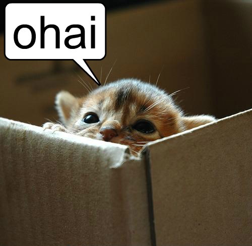 Lolcats - ohai - LOL at Funny Cat Memes - Funny cat pictures with words ...