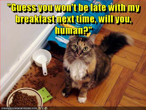Lesson Learned - Lolcats - lol | cat memes | funny cats | funny cat ...