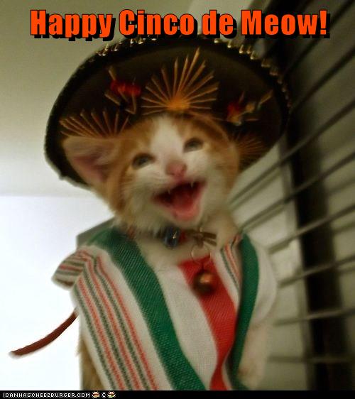 Happy Cinco De Meow Lolcats Lol Cat Memes Funny Cats Funny