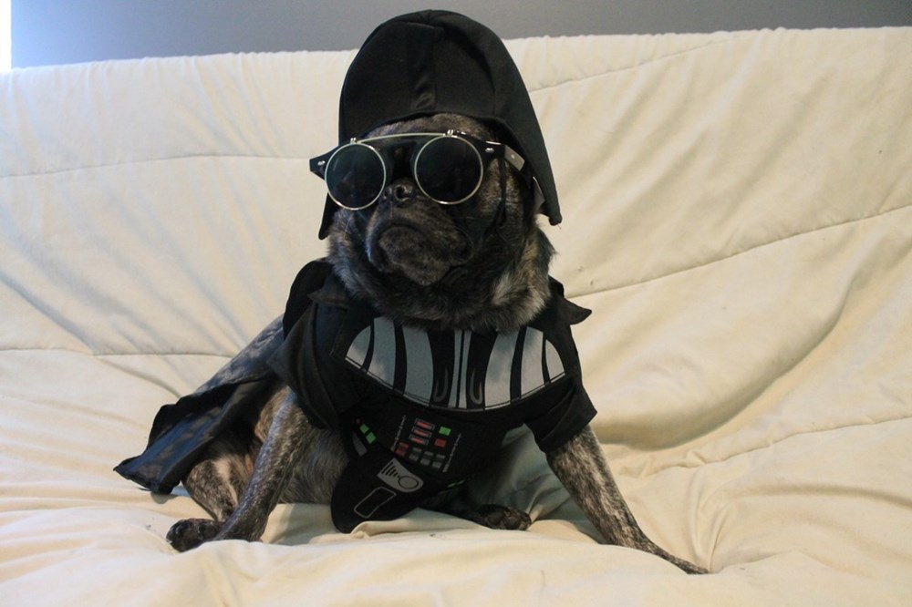 I Has A Hotdog - darth vader - Funny Dog Pictures | Dog Memes | Puppy ...
