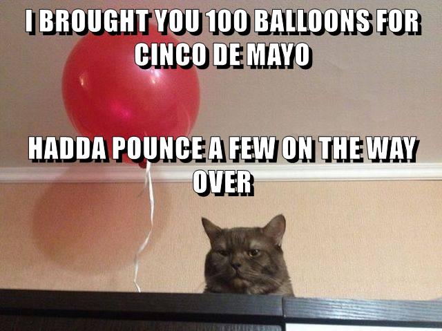 Lolcats - cinco de mayo - LOL at Funny Cat Memes - Funny cat pictures ...