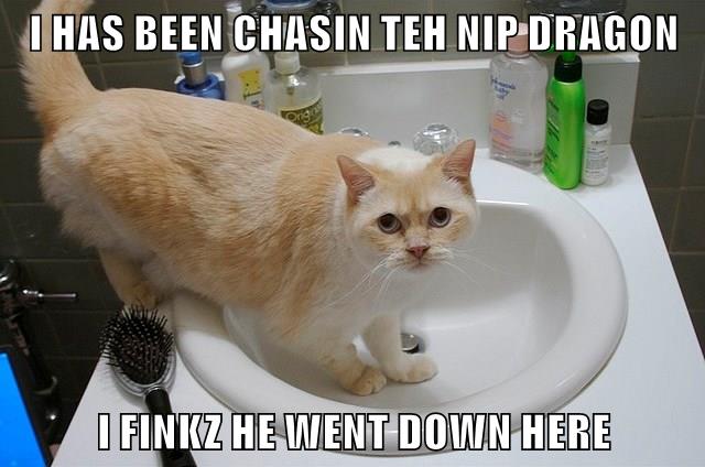 Lolcats - dragon - LOL at Funny Cat Memes - Funny cat pictures with ...