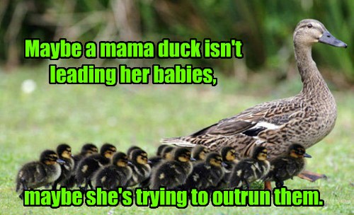 Mom Mom Mom Mom Mom Mom Mom.... - Animal Comedy - Animal Comedy, funny ...