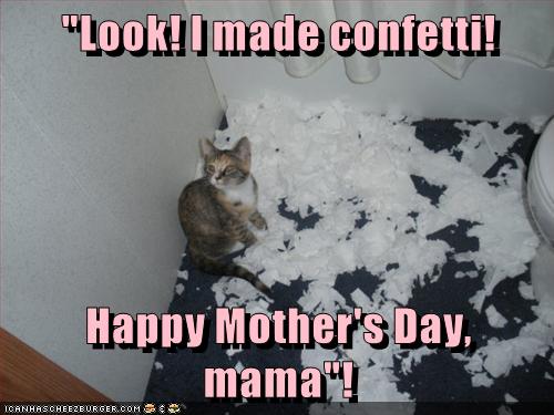 Wheeeee! - Lolcats - lol | cat memes | funny cats | funny cat pictures ...