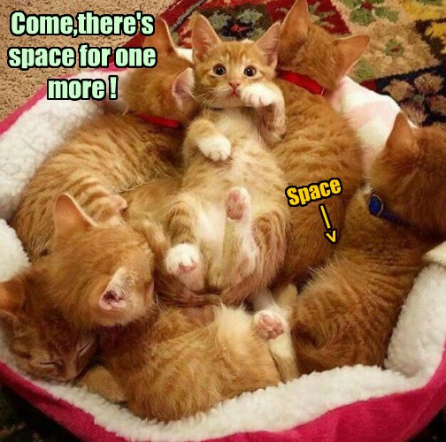 Lolcats - squeeze - LOL at Funny Cat Memes - Funny cat pictures with ...