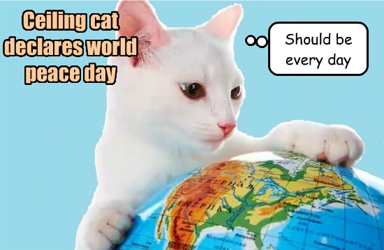 So Peaceful - Lolcats - lol | cat memes | funny cats | funny cat ...