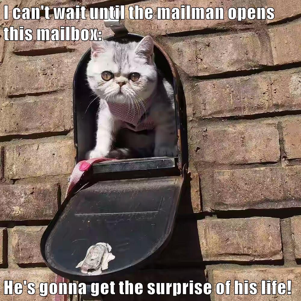 Lolcats - mail - LOL at Funny Cat Memes - Funny cat pictures with words ...