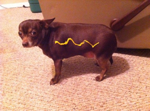 I Has A Hotdog - mustard - Funny Dog Pictures | Dog Memes | Puppy ...
