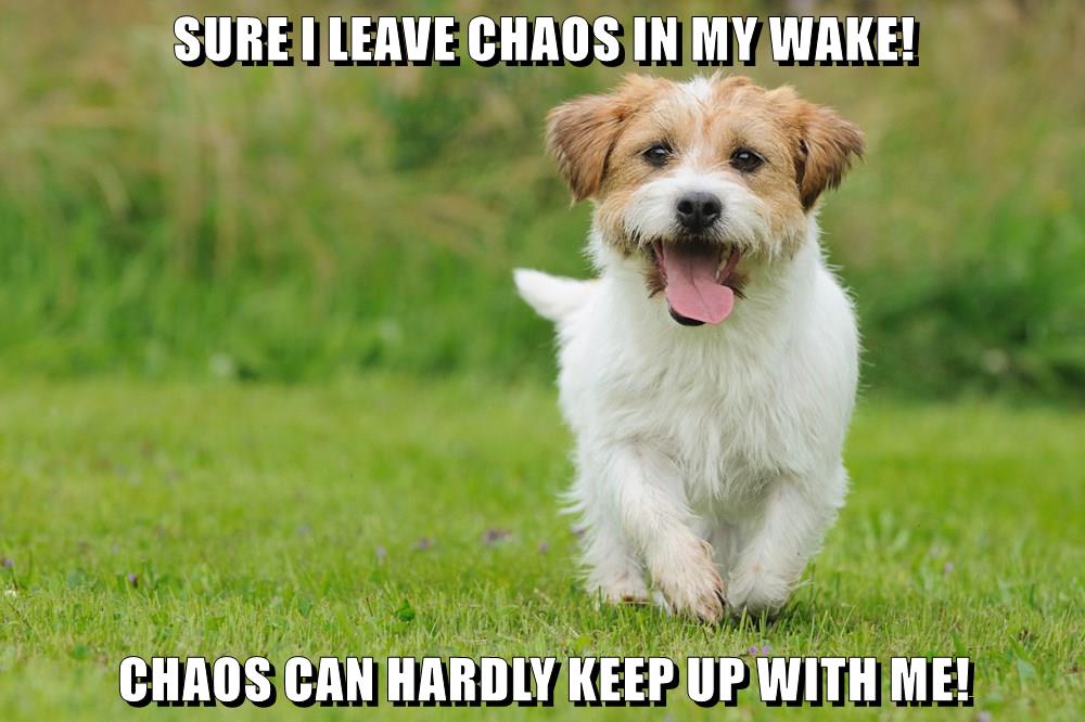 Is Chaos Another Dog? - I Has A Hotdog - Dog Pictures - Funny pictures ...
