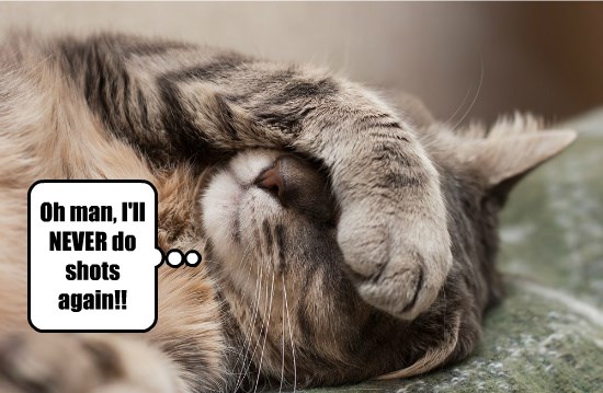 Lolcats - hangover - LOL at Funny Cat Memes - Funny cat pictures with ...