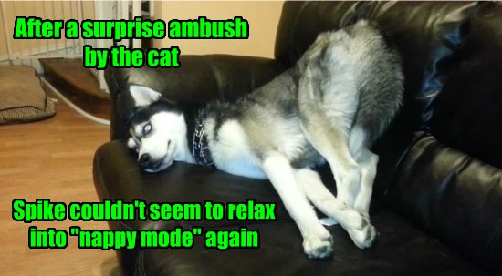 I Has A Hotdog - relax - Funny Dog Pictures | Dog Memes | Puppy ...
