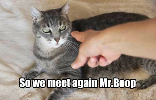 Lolcats - boop - LOL at Funny Cat Memes - Funny cat pictures with words ...