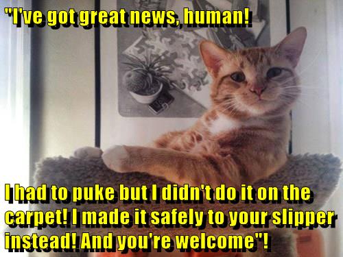 Why Thank You Lolcats Lol Cat Memes Funny Cats