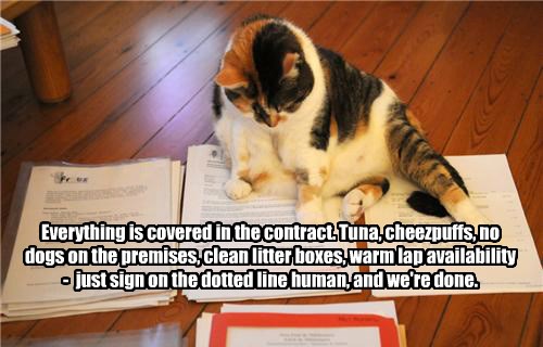 Lolcats - contract - LOL at Funny Cat Memes - Funny cat pictures with ...