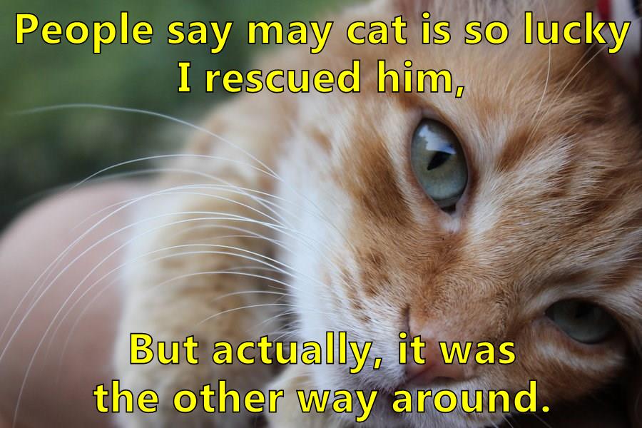 People say may cat is so lucky I rescued him, But actually, it was the ...
