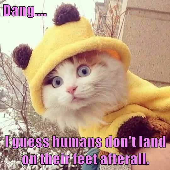 Whoopsie - Lolcats - lol | cat memes | funny cats | funny cat pictures ...