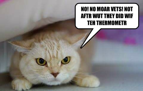 You're Nuts if You Think I'm Going Back - Lolcats - lol | cat memes ...