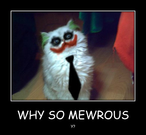 They Call Him "The Joker" - Lolcats - lol | cat memes | funny cats ...