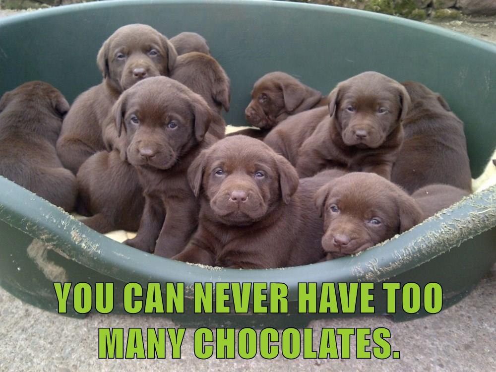 I Has A Hotdog - chocolate - Funny Dog Pictures | Dog Memes | Puppy ...