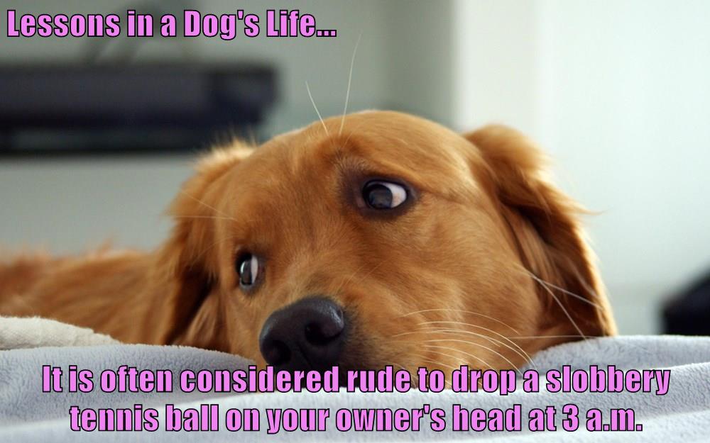 I Has A Hotdog - rude - Funny Dog Pictures | Dog Memes | Puppy Pictures ...