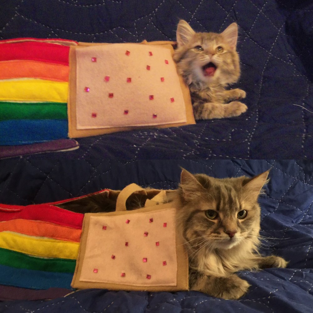 Nyan Cat IRL Then vs Now - I Can Has Cheezburger?