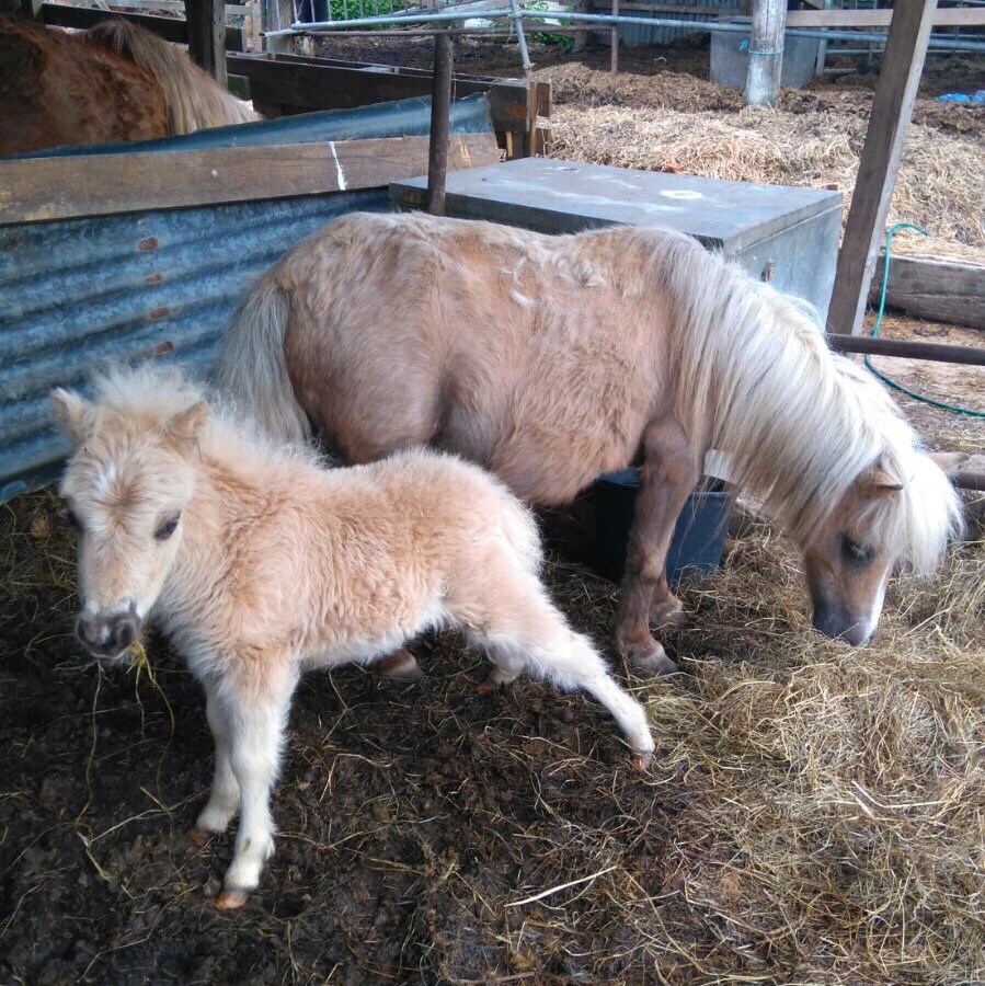 Fluffy Shetland Foal - Daily Squee - Cute Animals - Cute Baby Animals ...