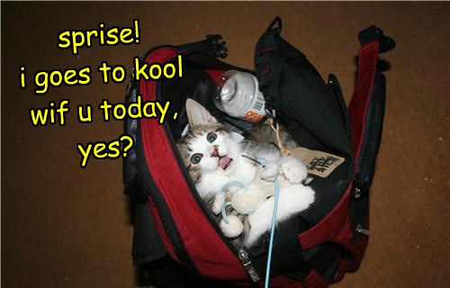 Lolcats School Lol At Funny Cat Memes Funny Cat Pictures With Words On Them Lol Cat