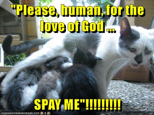 Lolcats - neuter - LOL at Funny Cat Memes - Funny cat pictures with ...