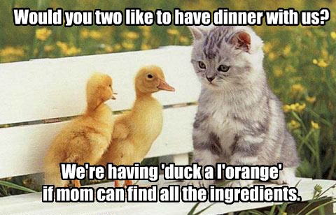 Lolcats - ducks - LOL at Funny Cat Memes - Funny cat pictures with ...