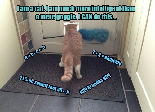 Lolcats - bonk - LOL at Funny Cat Memes - Funny cat pictures with words ...