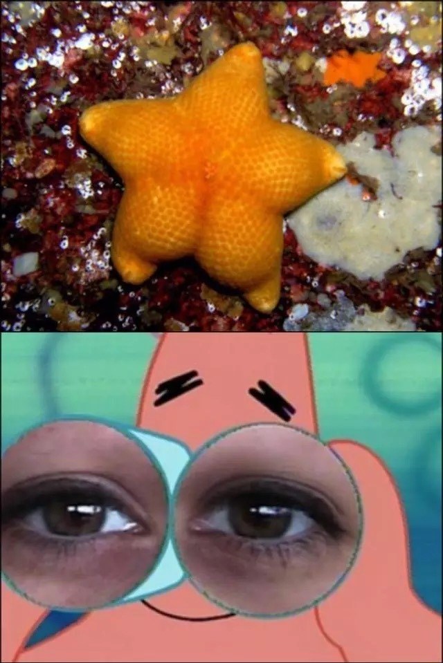 Spongebob Anime Patrick