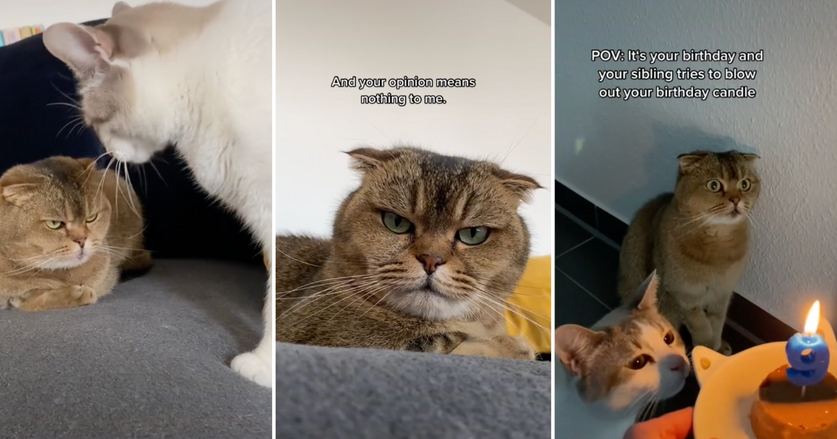 The Story Of Louis: The Judgiest Cat Of TikTok Learning To Love His ...