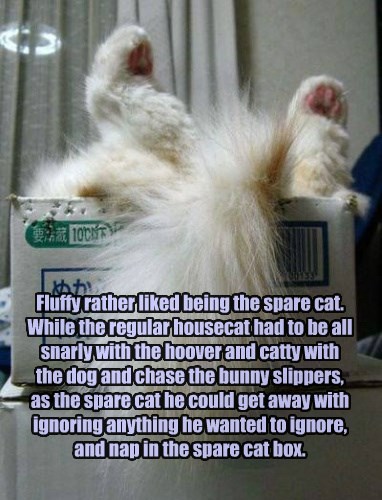 Being the Spare Cat Has Its Perks - Lolcats - lol | cat memes | funny ...