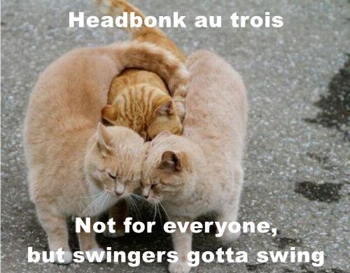 Lolcats - french - LOL at Funny Cat Memes - Funny cat pictures with ...
